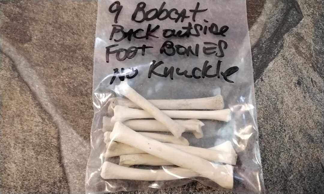 Bobcat Back Outside Foot Bones for 9 With No Knuckle Bones - Etsy