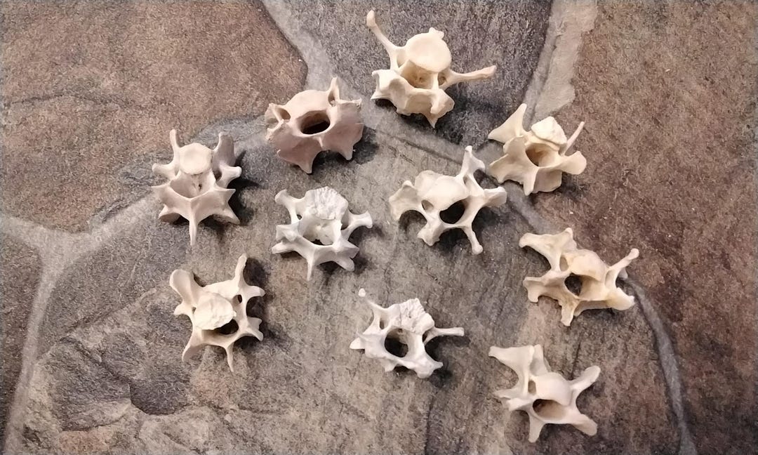 Coyote Behide the Neck Vertebrae Bone for 2 Happy Face From Mn. USA - Etsy