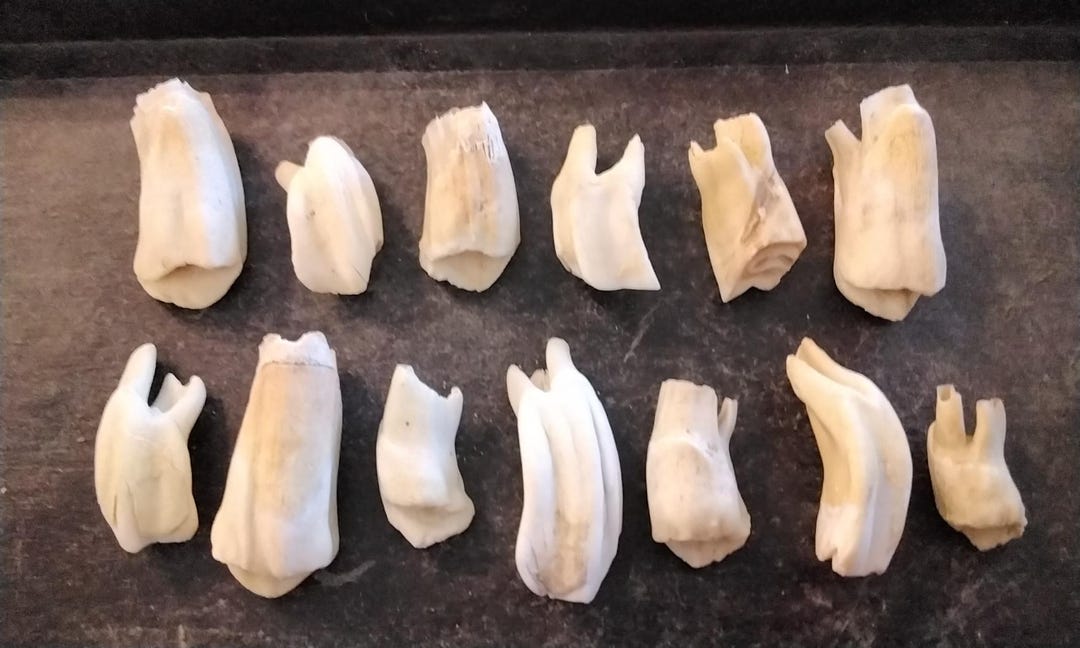 Bison Buffalo Molar Tooth for 2 Top Side Molar Teeth From Mn. USA ...