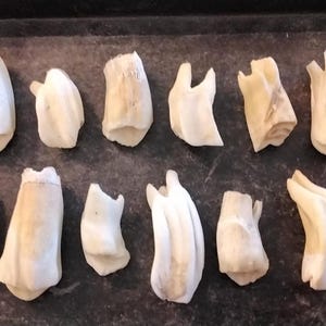 Bison Buffalo Molar Tooth for 2 Top Side Molar Teeth From Mn. USA ...