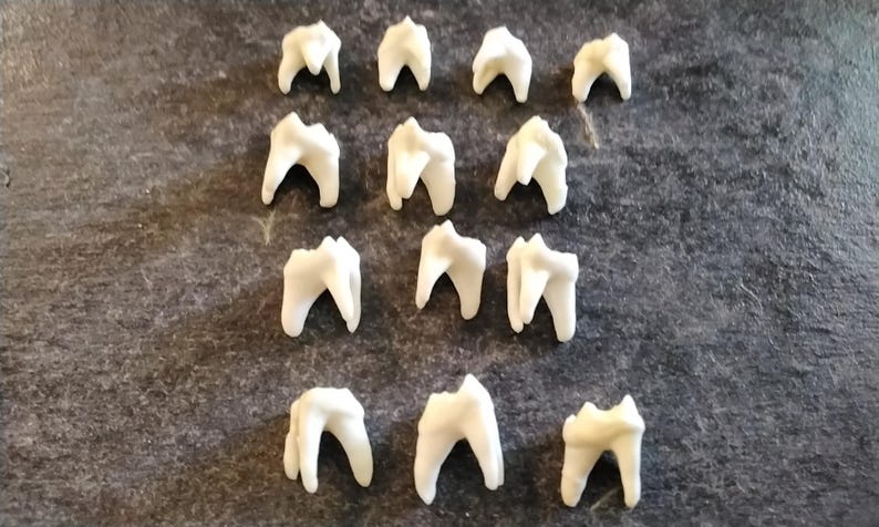 Raccoon Side Molar Tooth for 4 Wide 3 Root From USA - Etsy