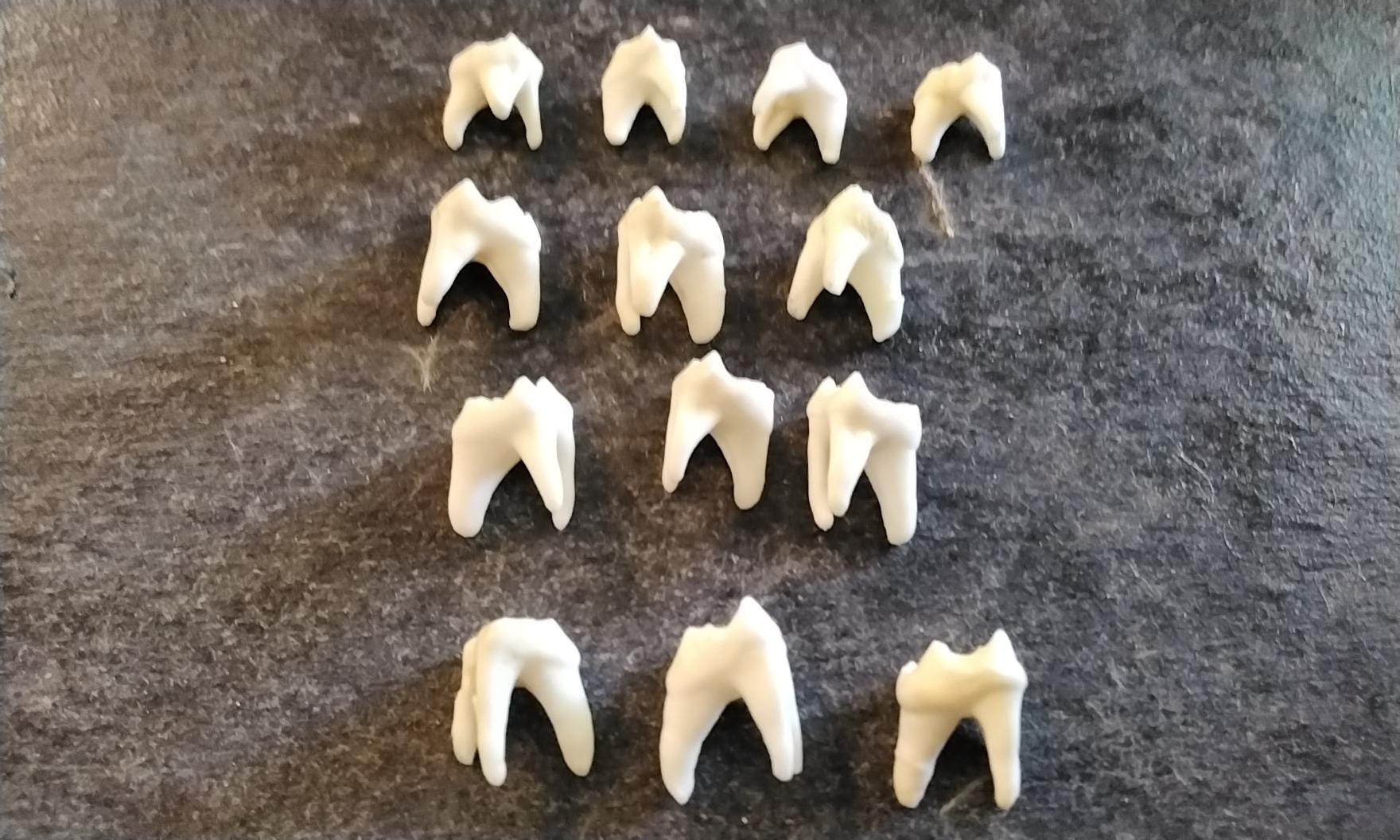 Raccoon Side Molar Tooth for 4 Wide 3 Root From USA - Etsy