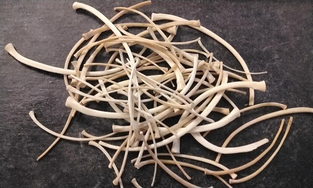 Lizard Rib Bones for 6 Jumbo - Etsy