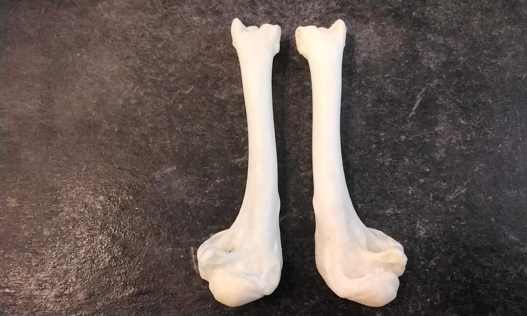 Duck Wing Bone for 2 Main Wing Bones Domestic Farm Raised - Etsy