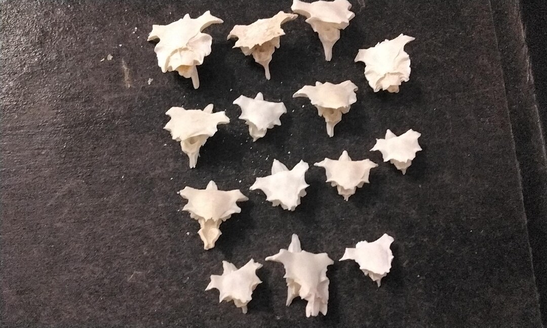 Rattlesnake Skull Bone for 7 Looks Like Mini Bison Buffalo Skulls #1 - Etsy