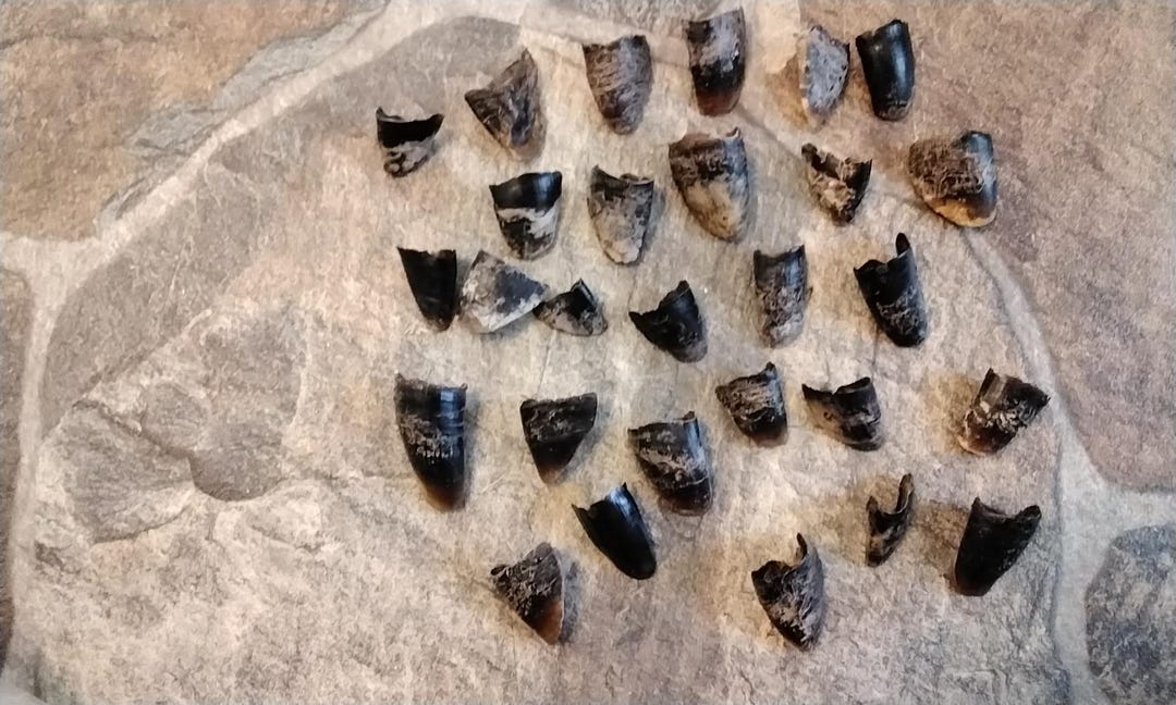 Deer Dew Claw Hooves for 10 From Mn. USA - Etsy