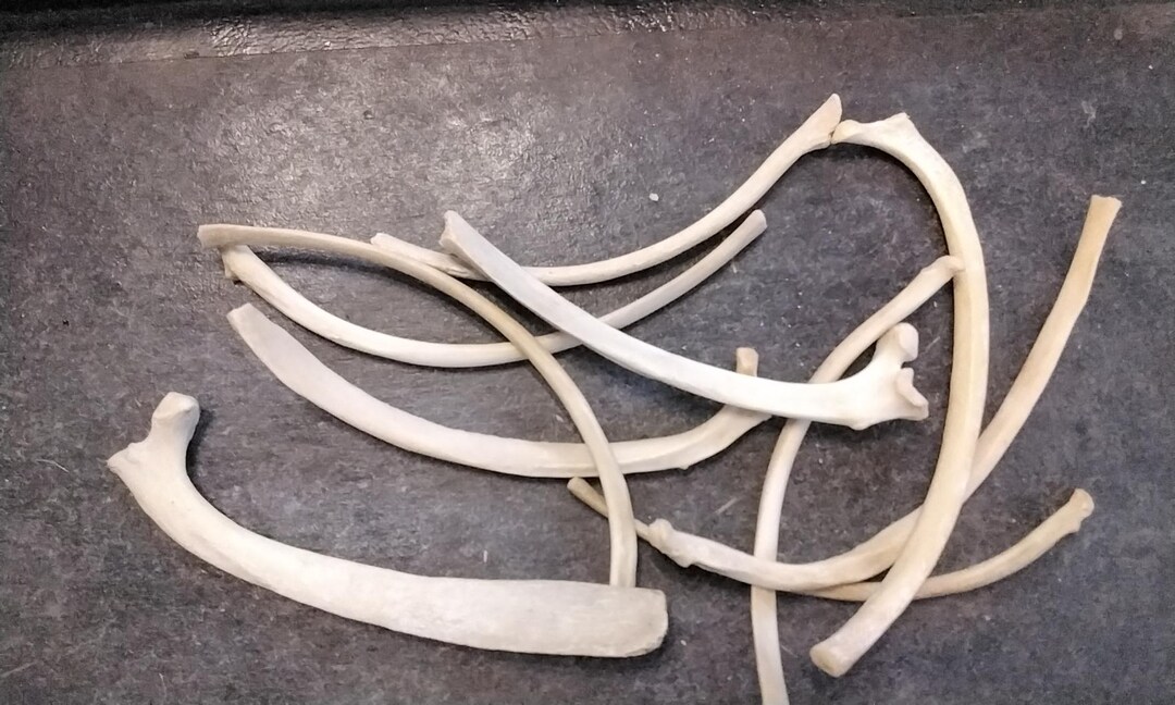 Coyote Rib Bones for 2 Med. From Mn. USA - Etsy