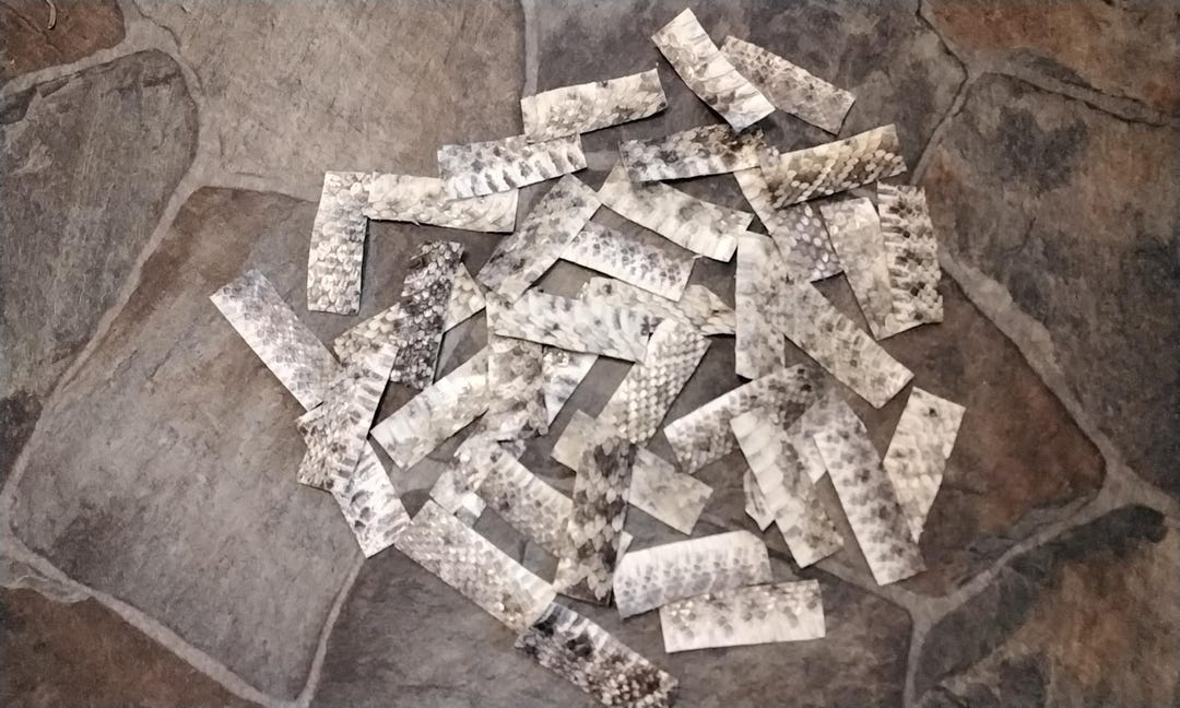 Diamondback Rattlesnake Skin Piece's for 10 About 3" X 1" - Etsy