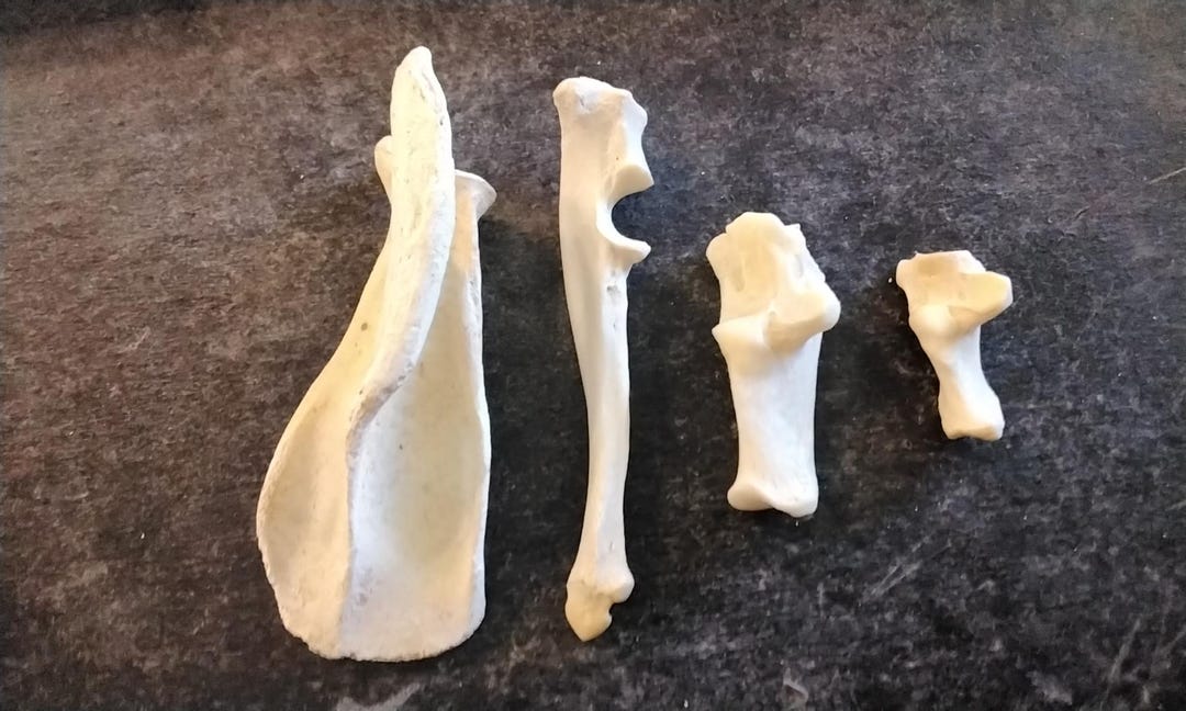 Bobcat Bones for 2 Heel Bone 1 Lower Shoulder Bone 1 Shoulder Blade ...