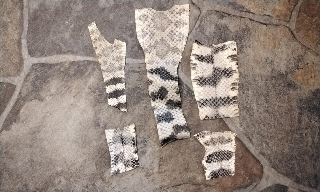Diamondback Rattlesnake Skin Tail Pieces for 5 About 2" - 8" X 1 1/2 ...