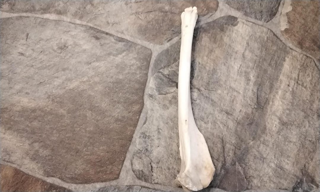 Deer Upper Leg Bone From Mn. - Etsy