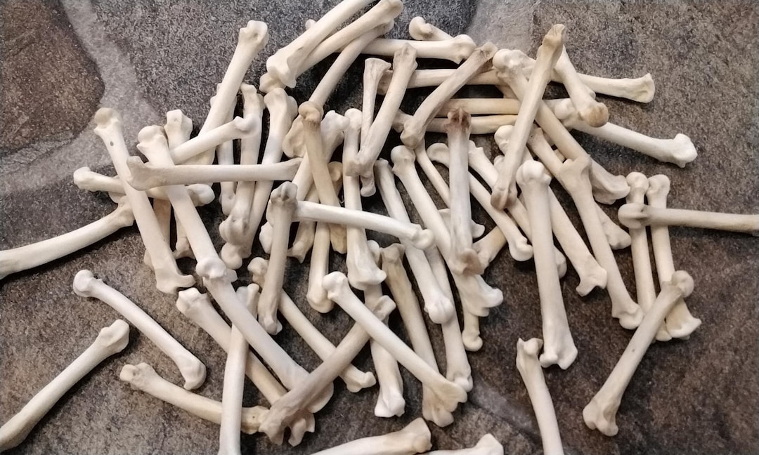 Bobcat Foot Bones for 6 Assorted Sizes - Etsy