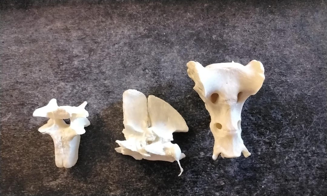 Bobcat Tail Vertebrae Bones for 3 - Etsy
