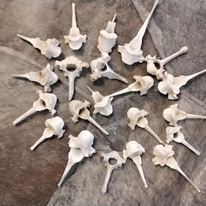 Coyote Vertebrae for 2 Hind Back Vertebrae Bones - Etsy