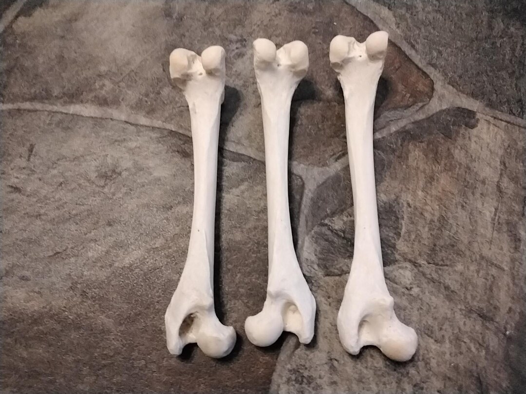 Coyote Femur Back Leg Bone for 1 Large Found While Walking in the Fla ...