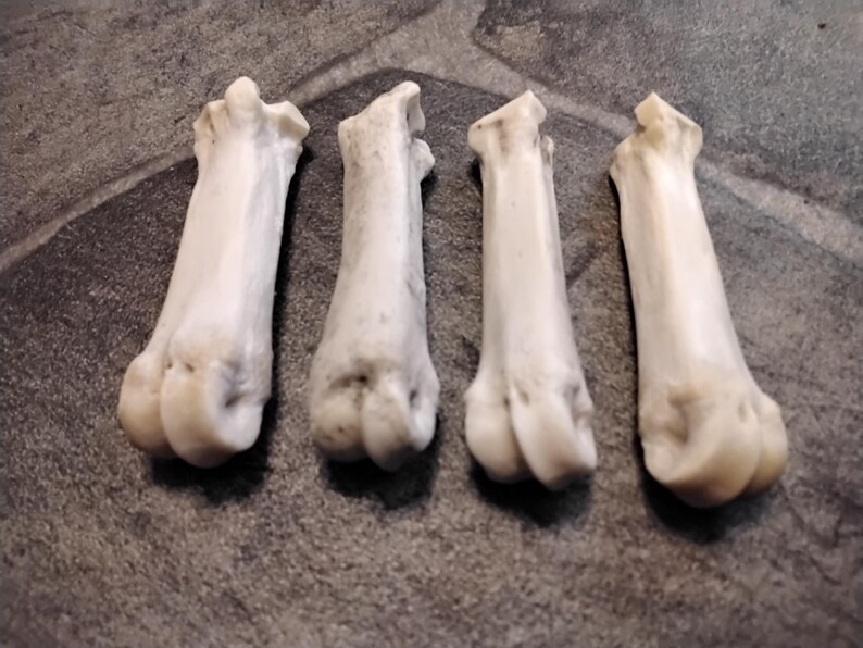 Pig Foot Bones for 4 Huge Pig Foot Bones About 2 3/4" X 1/2" - 3/4 ...