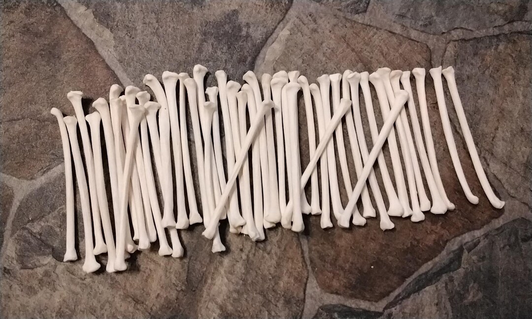 Turkey Wing Bone for 1 Thin Radius Turkey Wing Bone From Mn. USA Great ...