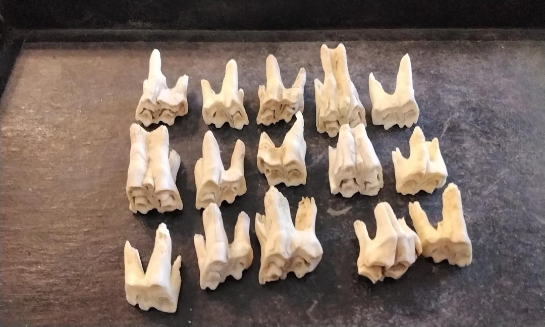 Bison Buffalo Tooth for 2 Bison Molar Teeth From Mn. USA Natural ...