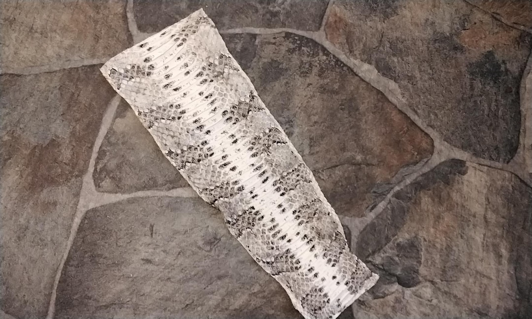 Rattlesnake Skin Piece Canebreak Timber Rattlesnake Skin About 13" X 5 ...