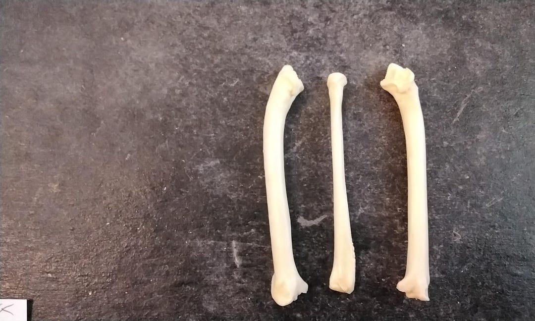Duck Wing Bones for 2 Pekin Duck Outside Wing Bones and 1 Inside Wing ...