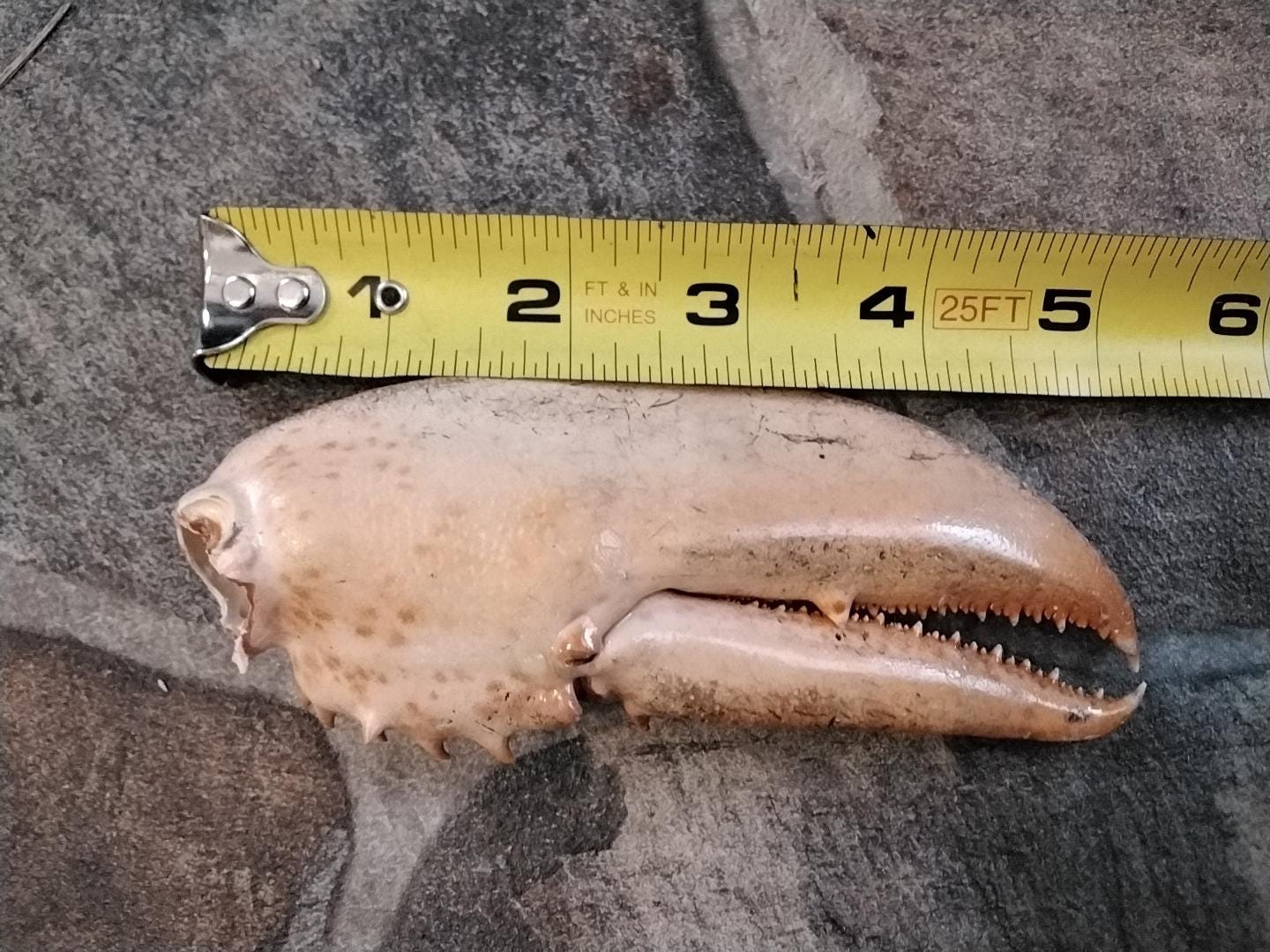 Lobster Claws for 1 Jumbo Complete Set From Maine USA About 5" - 6" X 2 ...