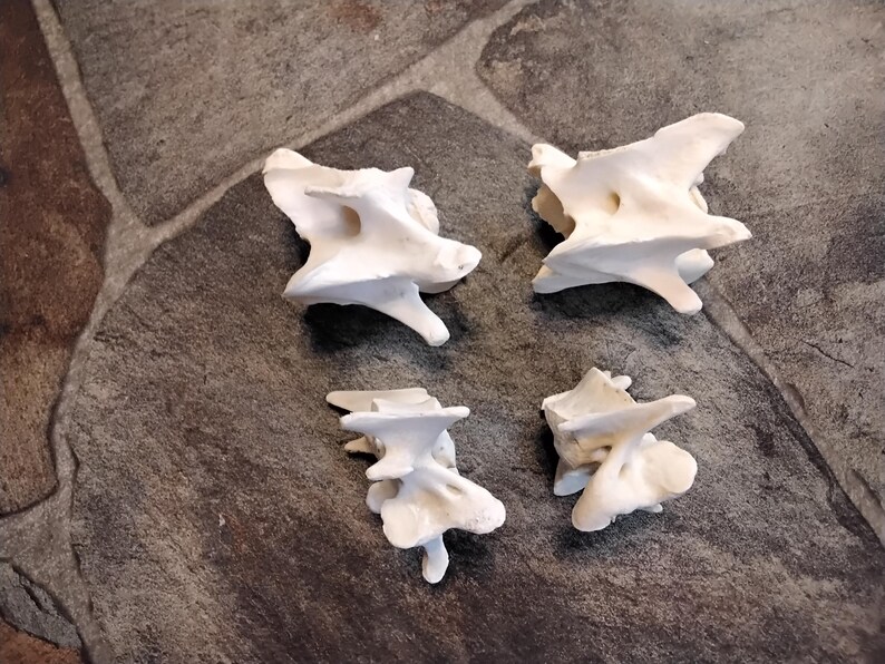 Pig Neck Vertebrae Bones for 4 Lg Pig Cervical Vertebrae Bones Looks ...