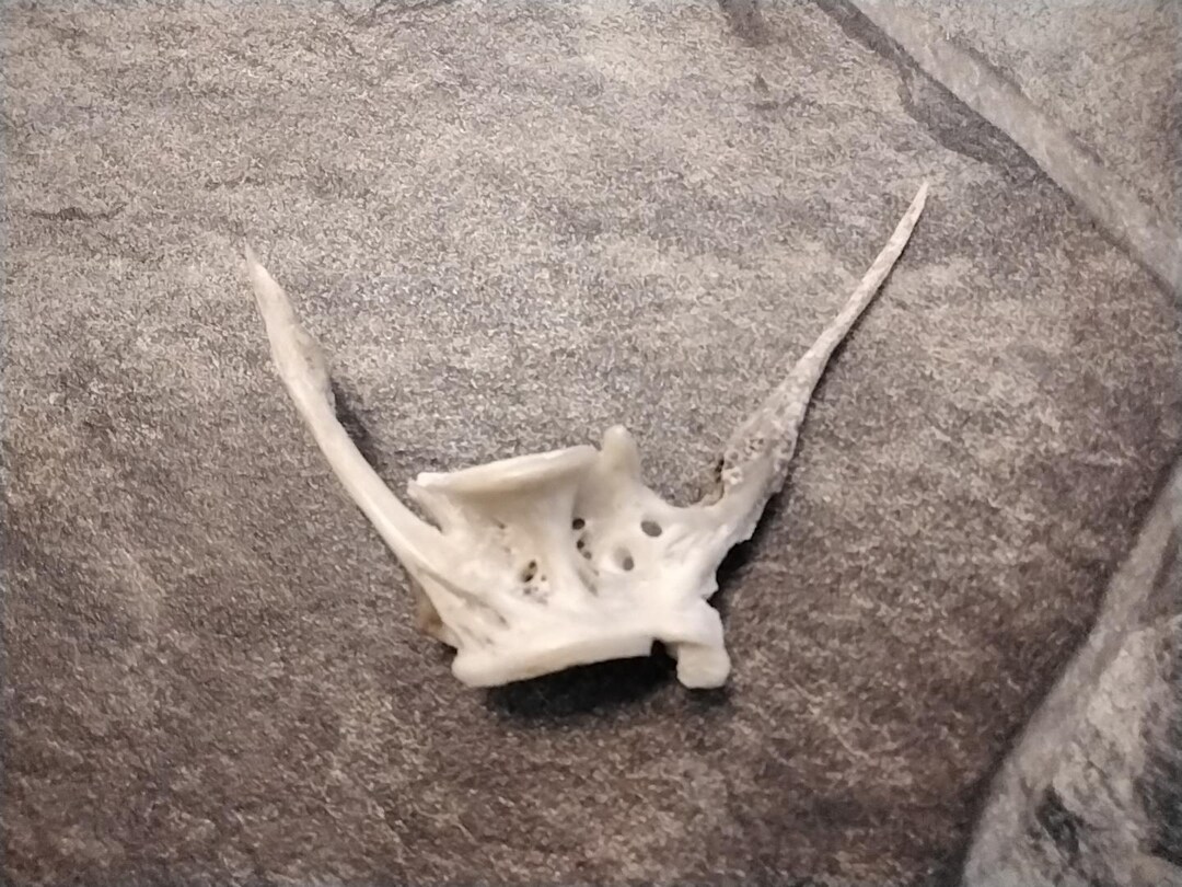 Dolphin Fish Vertebrae Bones Mahi-mahi Fish Bones Found While Walking ...