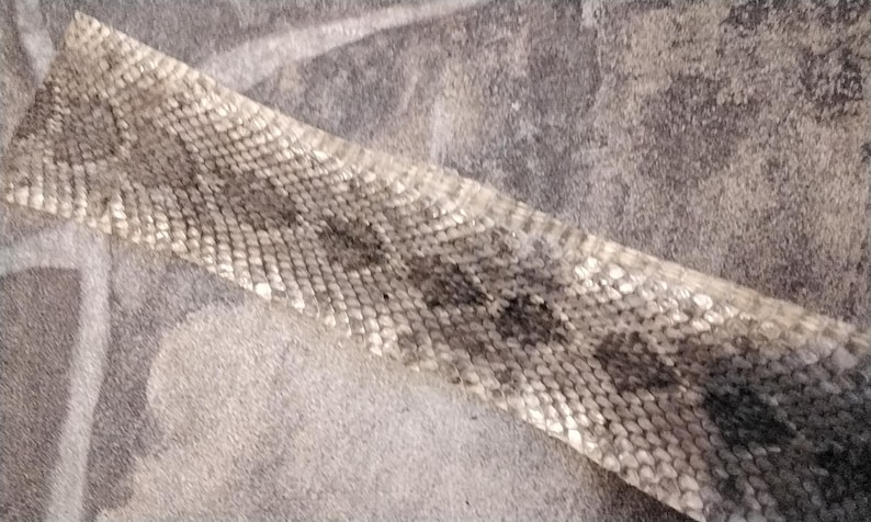 Diamondback Rattlesnake Skin Baby Diamonback About 23 1/2" X 2 1/8" # ...