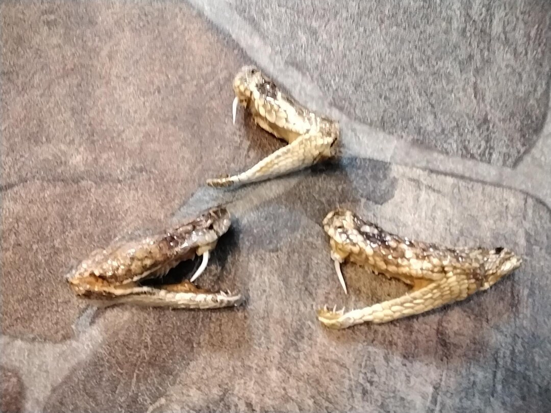 Diamondback Rattlesnake Head Jumbo Half Head With Large Fang for 1 ...