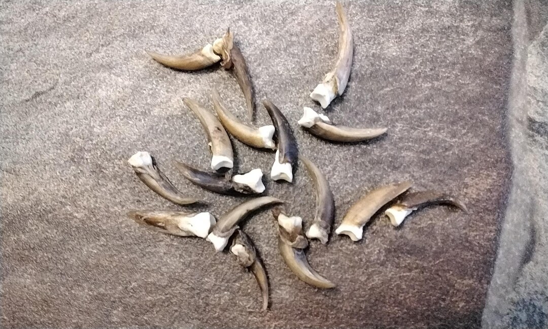 Turtle Claw for 8 Med. Common Snapping Turtle Claws About 7/8" - 1 1/8 ...