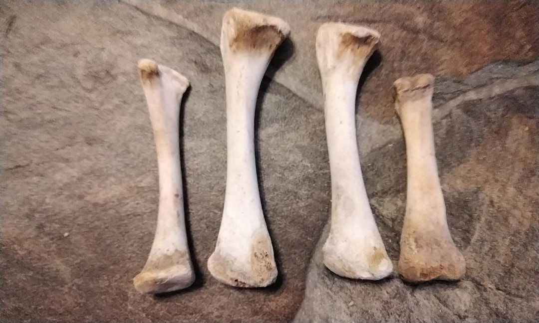 Alligator Finger Bone for 2 From Fla. About 4" - 5" - Etsy
