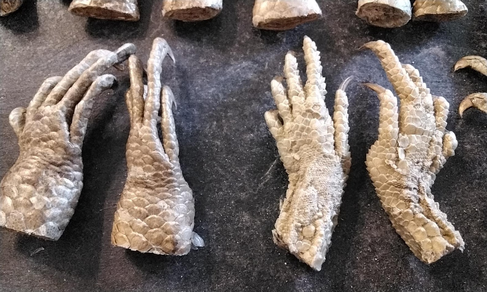 Lizard Foot for 2 - Etsy