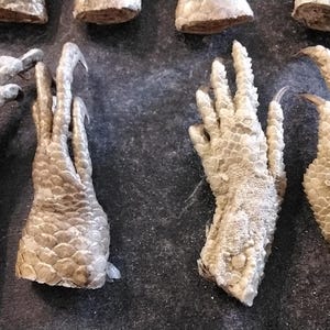 Lizard Foot for 2 - Etsy