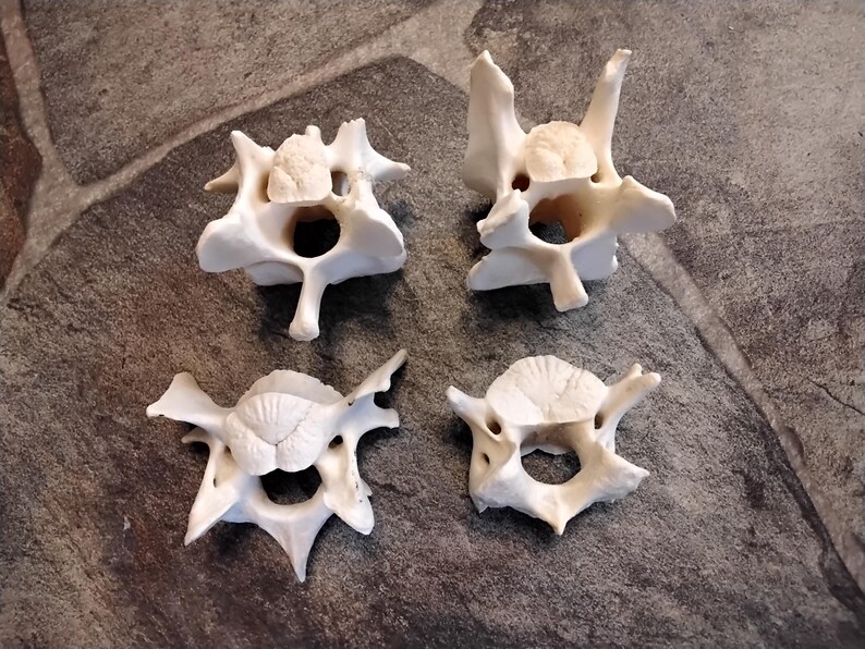 Pig Neck Vertebrae Bones for 4 Lg Pig Cervical Vertebrae Bones Looks ...