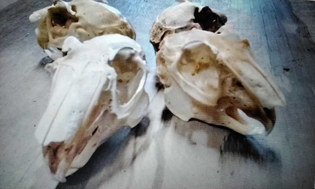 Rabbit Skull for 1 Jack Rabbit Skull From Mn. USA - Etsy