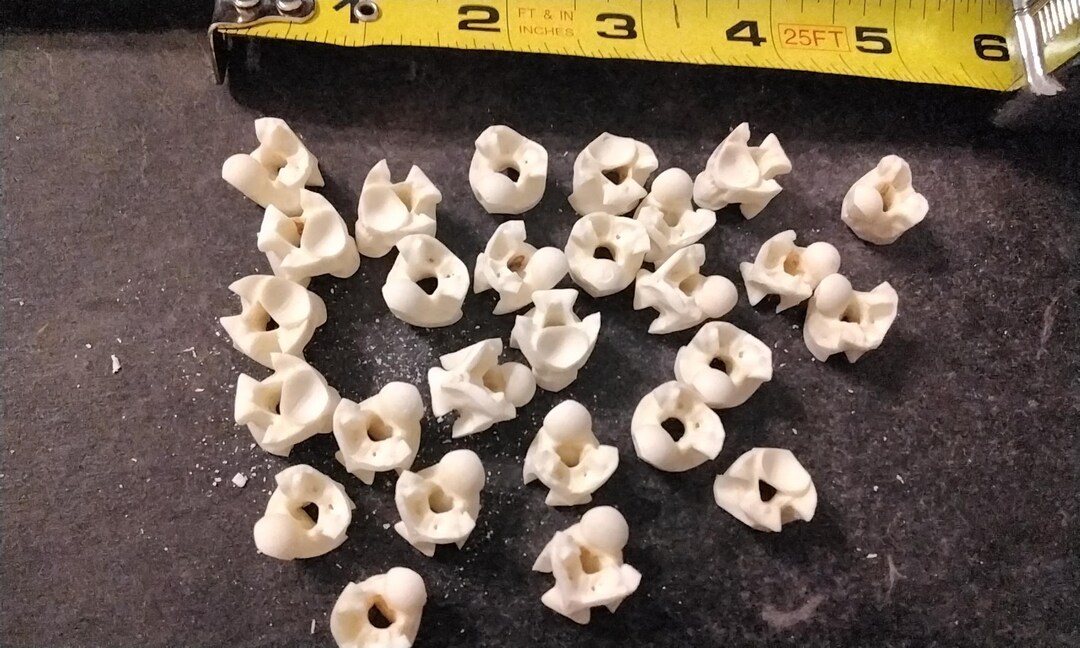 Python Vertebrae Bones for 5 Wild Huge Size From Fla. - Etsy