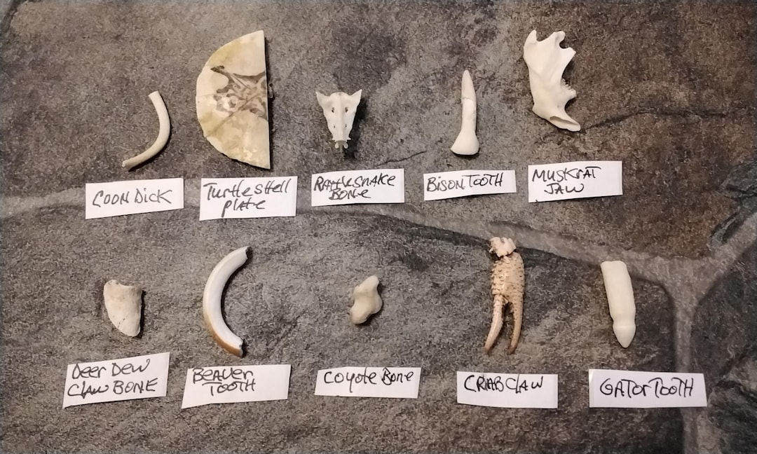 Throwing Dem Bones Osteomancy Bone Set - Etsy