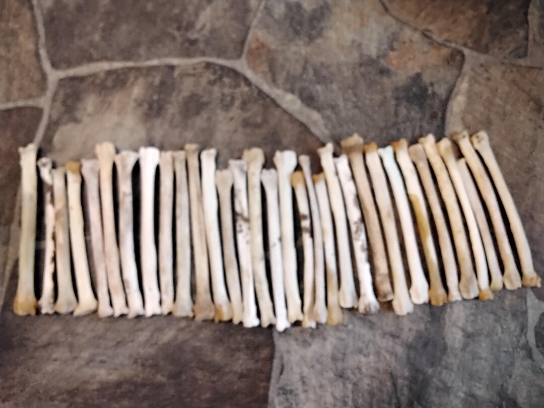 Coyote Leg Bone for 4 Coyote Flat Leg Bones From Mn. USA #2 - Etsy