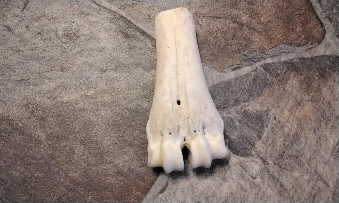 Bison Buffalo Foot Bone Cut to Make A Knife Handle From Mn. About 5 1/4 ...