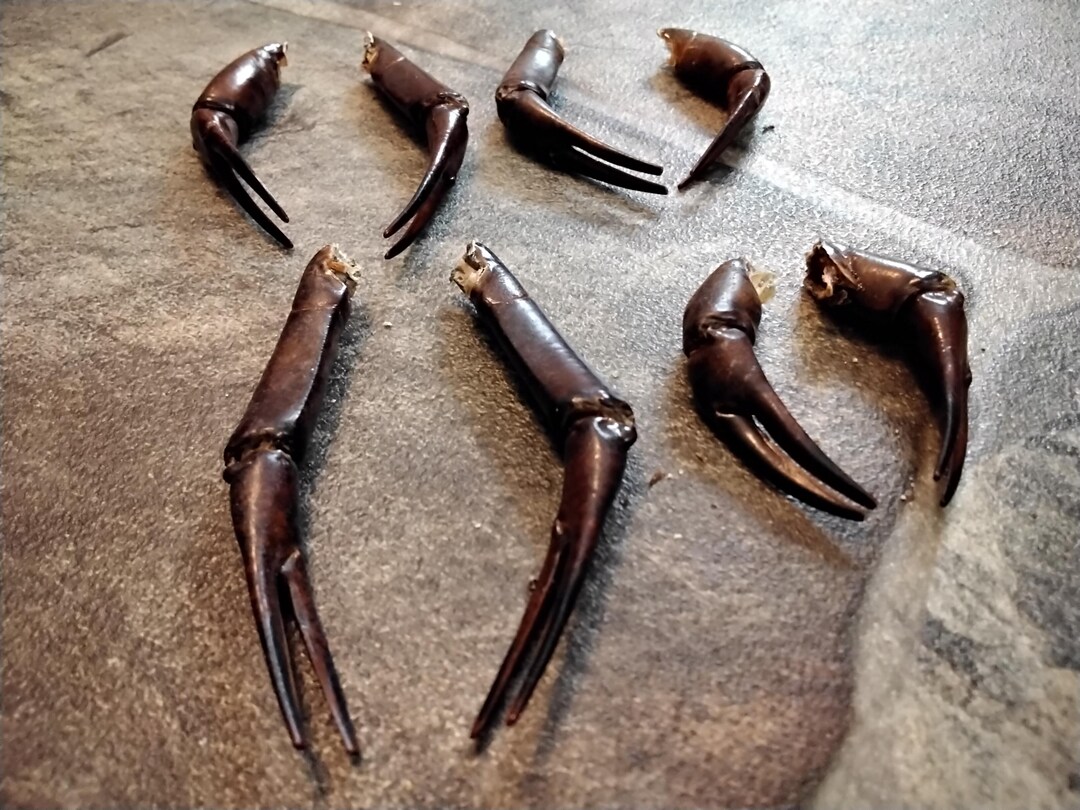 Horseshoe Crab Claws for 4 Large Size Found While Walking on the Fl ...