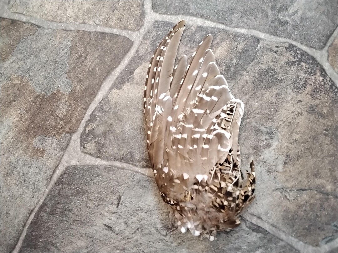 Grouse Feather Wing for A Sharp Tail Grouse Feather Wing From Mn. - Etsy