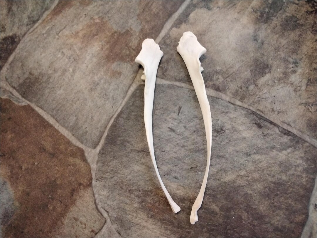 Deer Bone That Holds the Shoulder Blade Bone in Place for 1 Looks Like ...