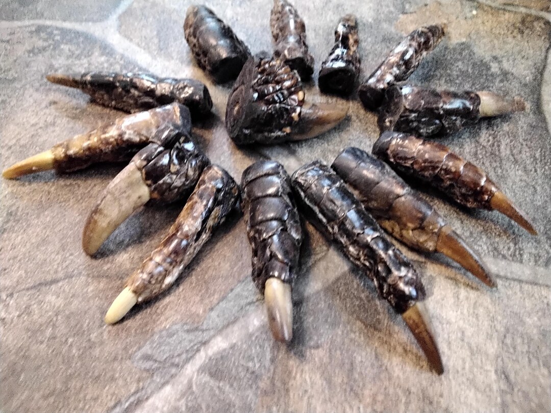 Alligator Toe for 1 Jumbo From Fla. Measure About 2" - 3" - Etsy