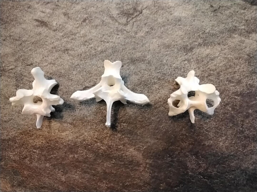 Turkey Neck Vertebrae Bones for 3 From Fl - Etsy