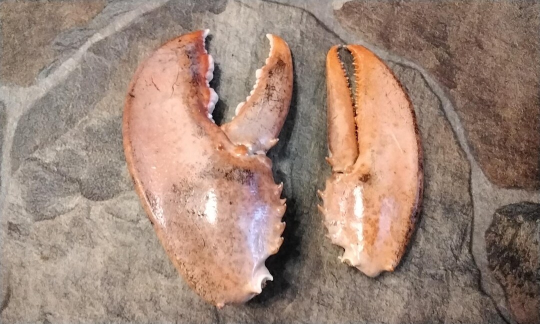 Lobster Claws for 1 Jumbo Complete Set From Maine USA About 5" - 6" X 2 ...