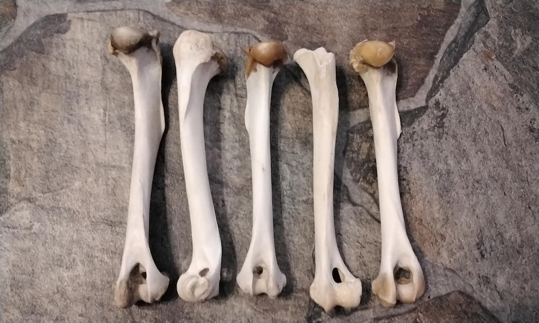 Coyote Leg Bone for 2 Lg Lower Leg Bone With Natural Hole - Etsy