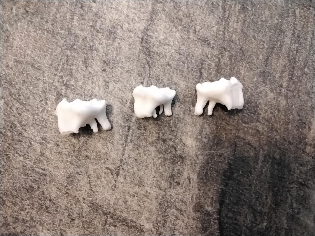 Fox Side Molar Tooth for 3 Large Flat 3 Root - Etsy