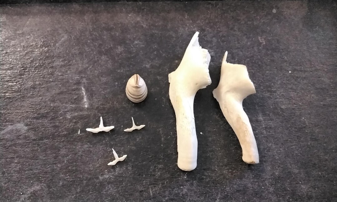 Lizard Hinge Bones, Eye Socket, Flying Bird Bones 6 Mixed Bones in All ...