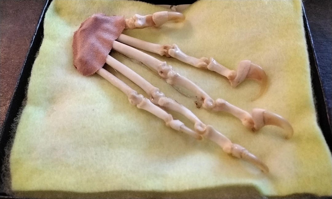 Bobcat Foot Skeleton With Claws - Etsy