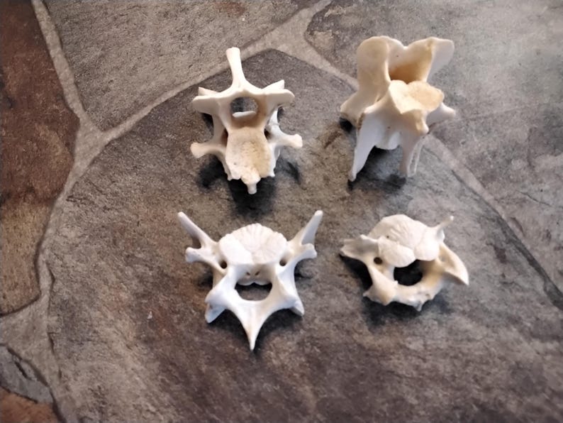 Pig Neck Vertebrae Bones for 4 Lg Pig Cervical Vertebrae Bones Looks ...